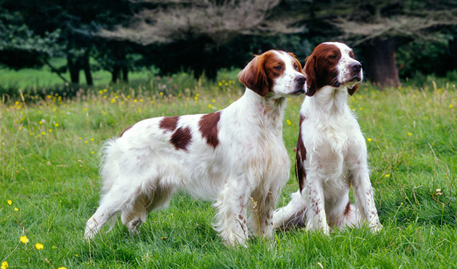 Irish Setters – Kristen's Happy Tails